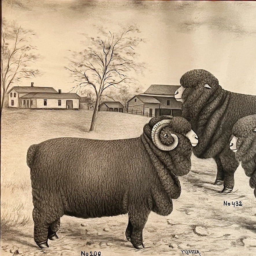 19th Century Merino Sheep Drawing by Luther Frank Webster | Vermont ...