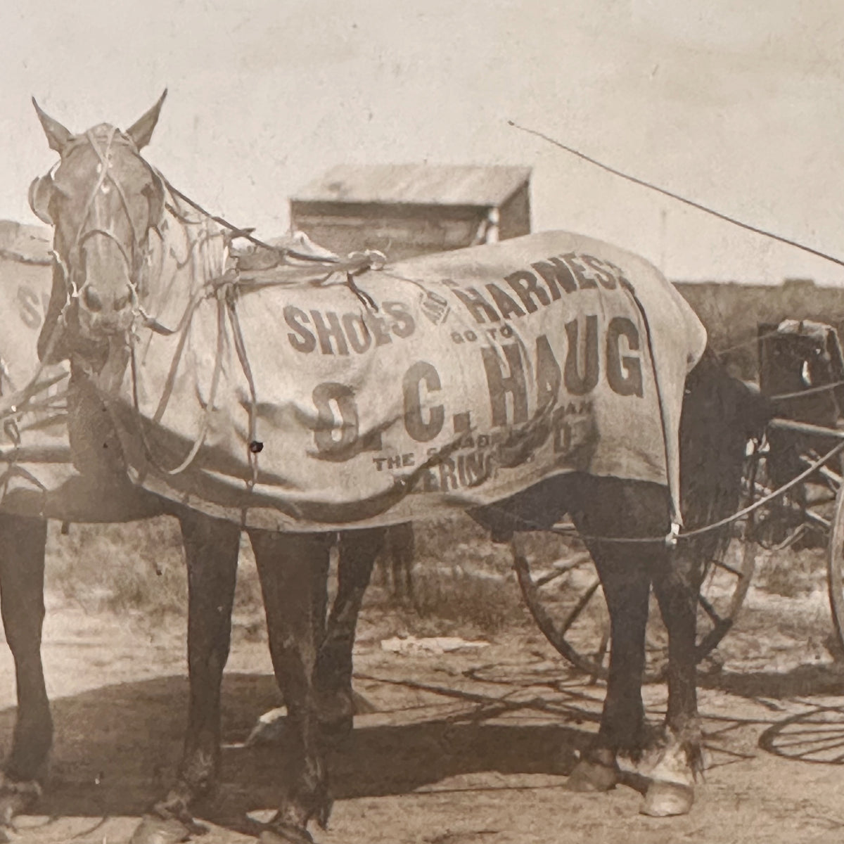 Early 1900s Horse Advertising Photography from North Dakota – Mad Van ...