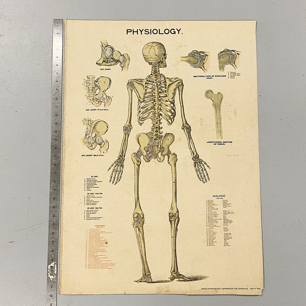 Antique Skeleton Lithograph Poster | Rare 19th Century Medical Chart ...