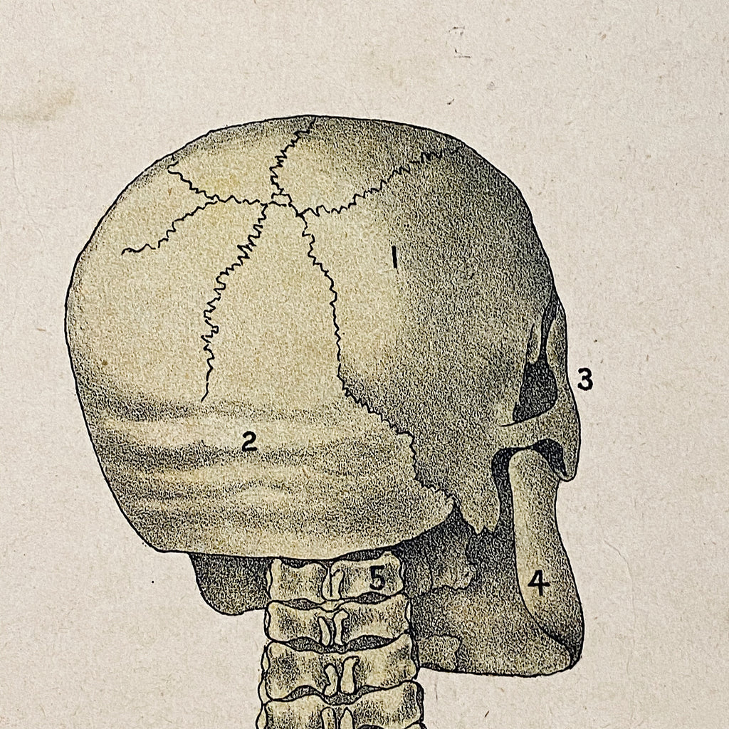 Antique Skeleton Lithograph Poster | Rare 19th Century Medical Chart ...