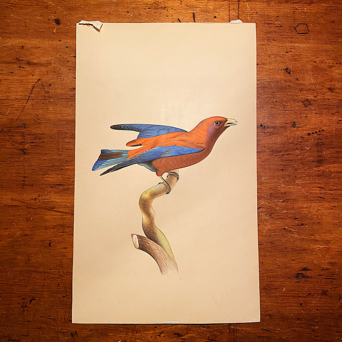 Bird Watercolor Paintings after Jacques Barraband | 1970s? – Mad Van ...